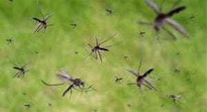 How to Avoid Mosquitos in Alaska: Tips for Staying Bite-Free - Jet ...