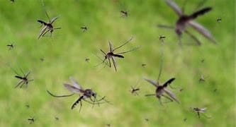 Mosquitos in Alaska: Enjoying Alaska Bite-Free - Jet Setting with Jen